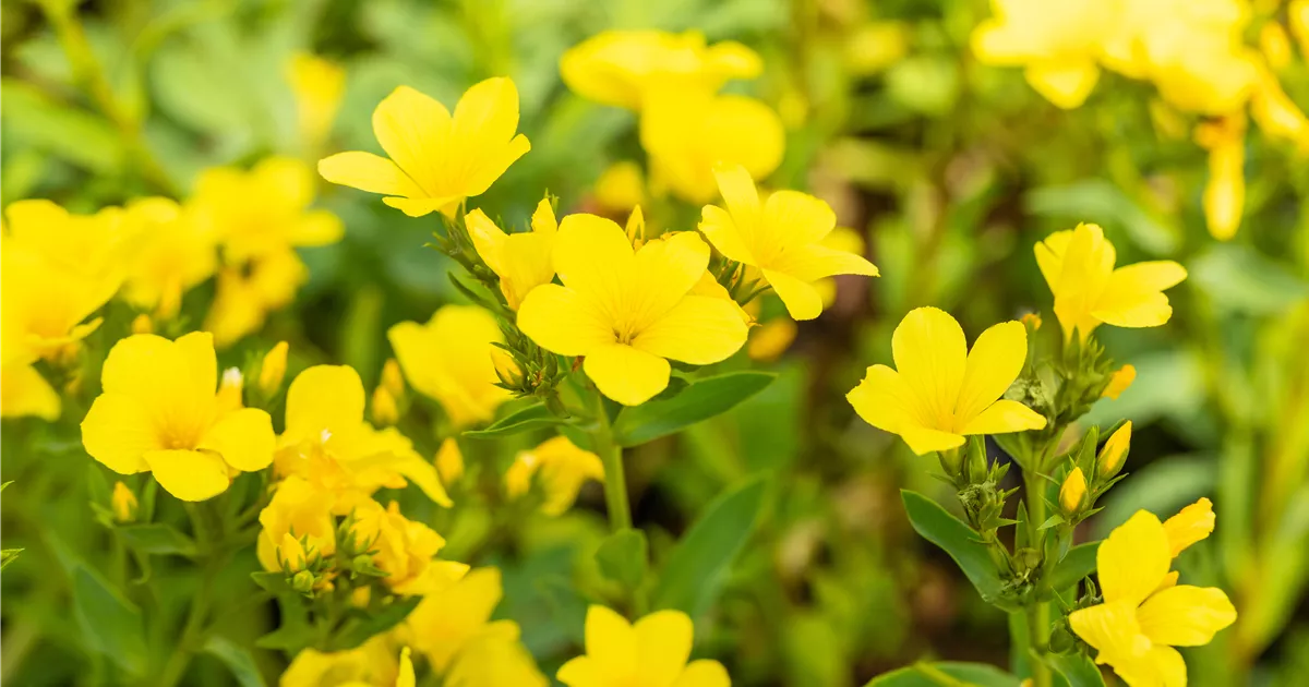 Linum flavum Compactum