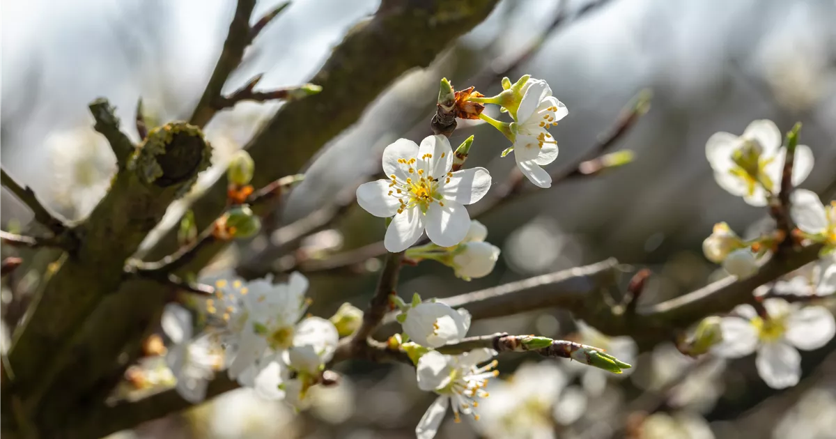 Prunus spinosa ssp.fruticans