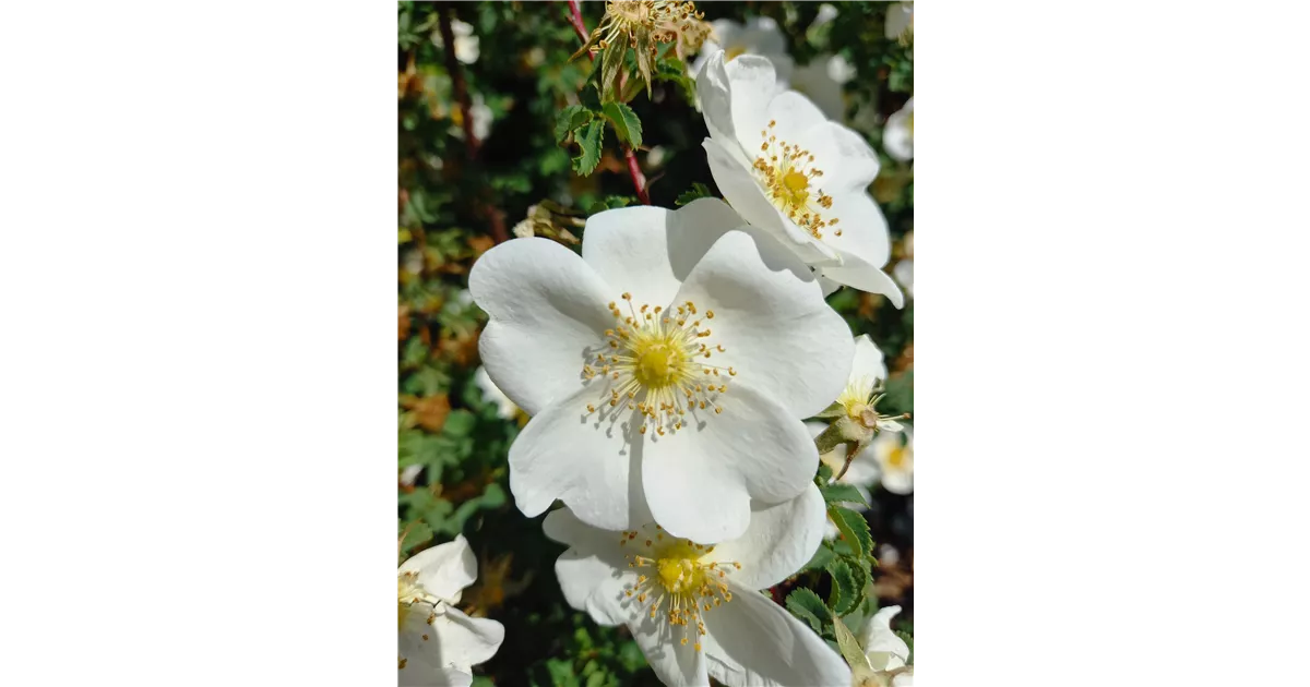 Rosa pimpinellifolia (spinosissima)