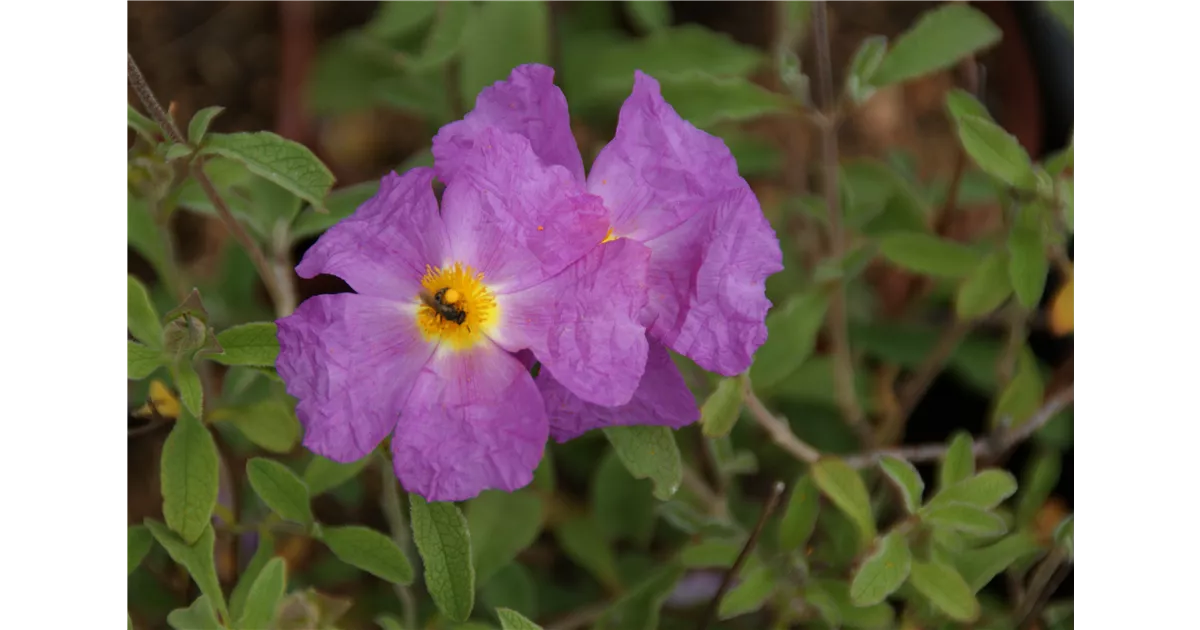 Cistus incanus ssp.tauricus