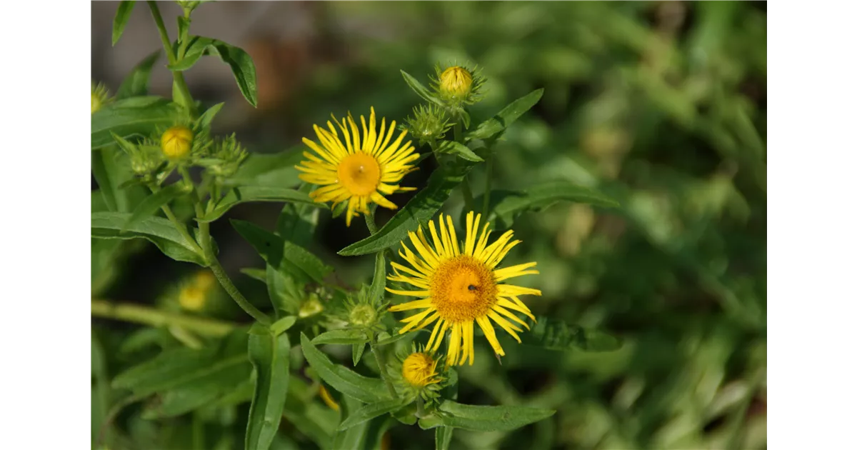 Inula britannica