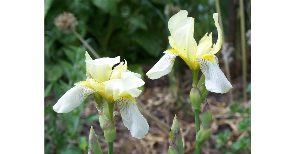 Iris germanica Florida