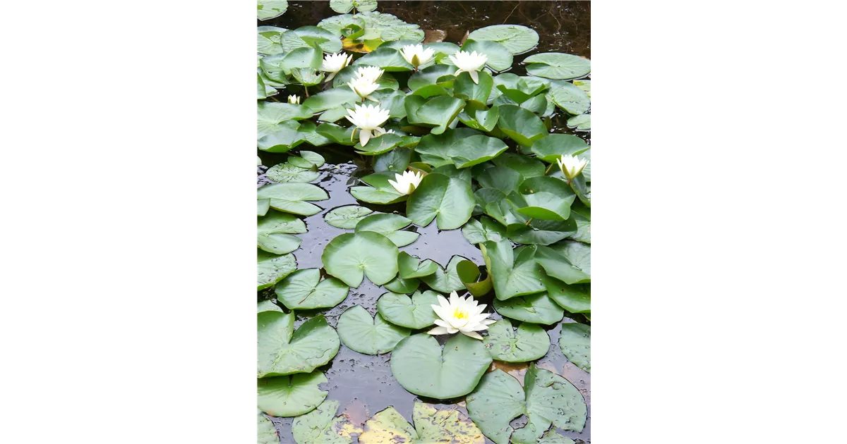 Nymphaea pygmea Alba (tetragona)