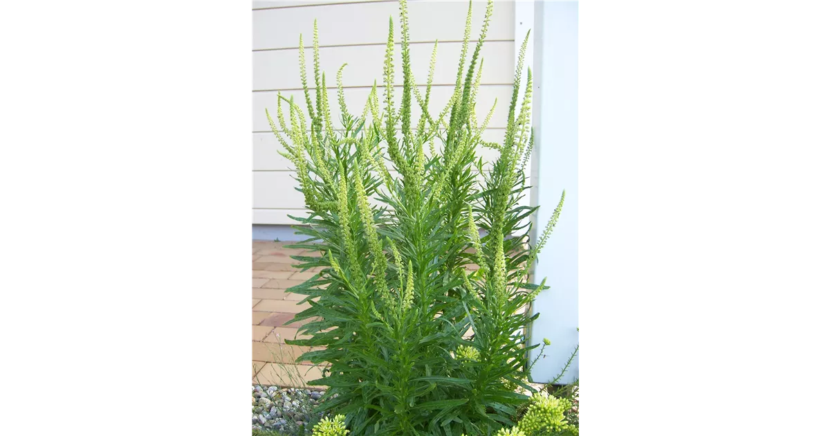 Reseda luteola