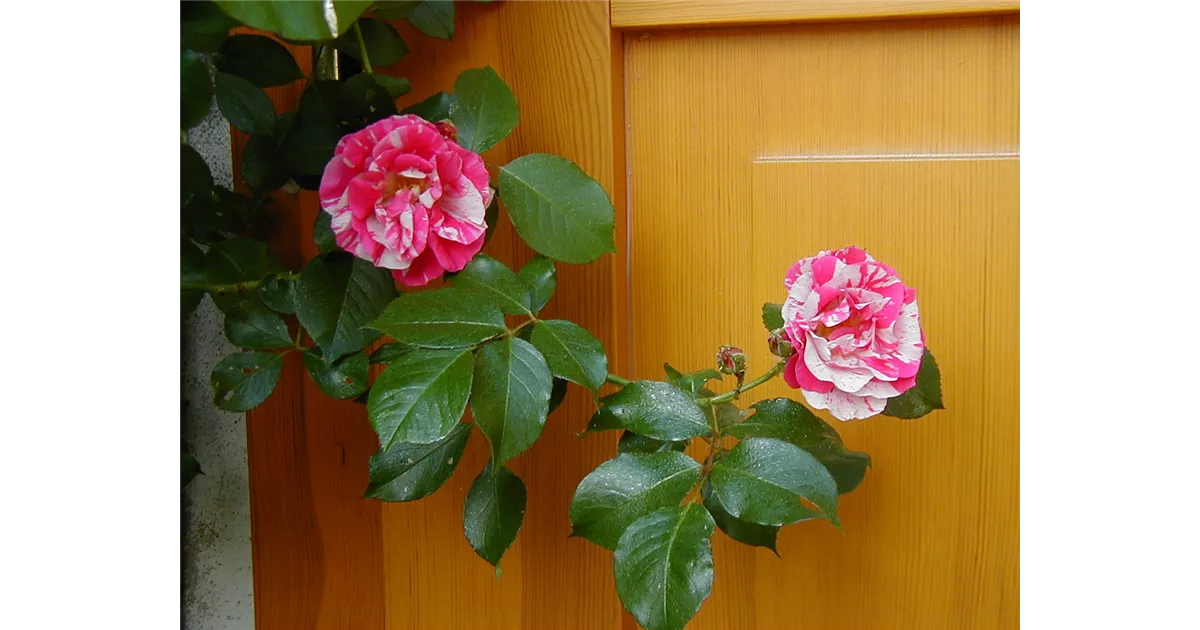 Rosa Alexandre Girault, nachblühend