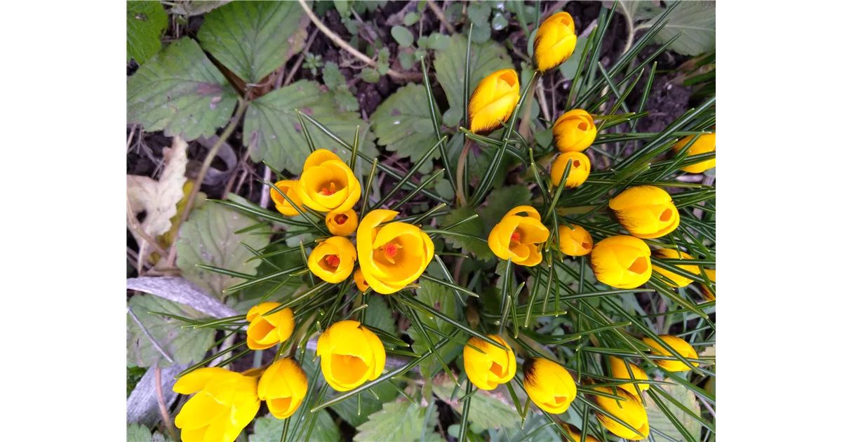 Crocus chrysanthus Goldilocks*, 20 St.