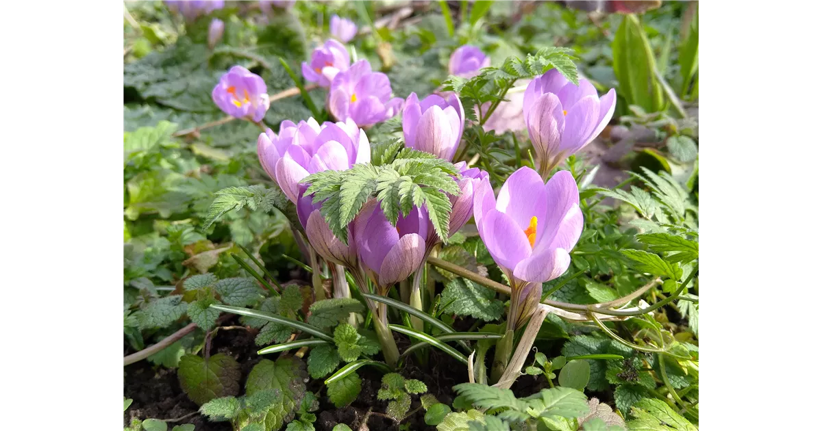 Crocus etruscus Zwanenburg*, 20 St.