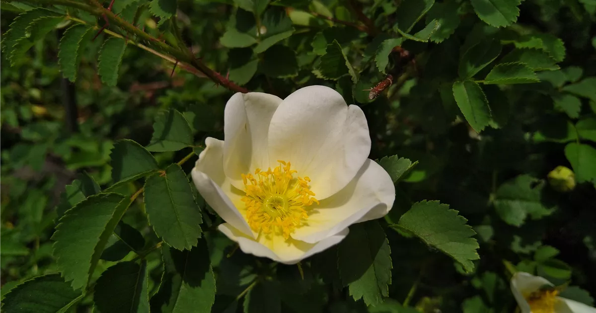 Rosa pimp. ssp.spinosa°