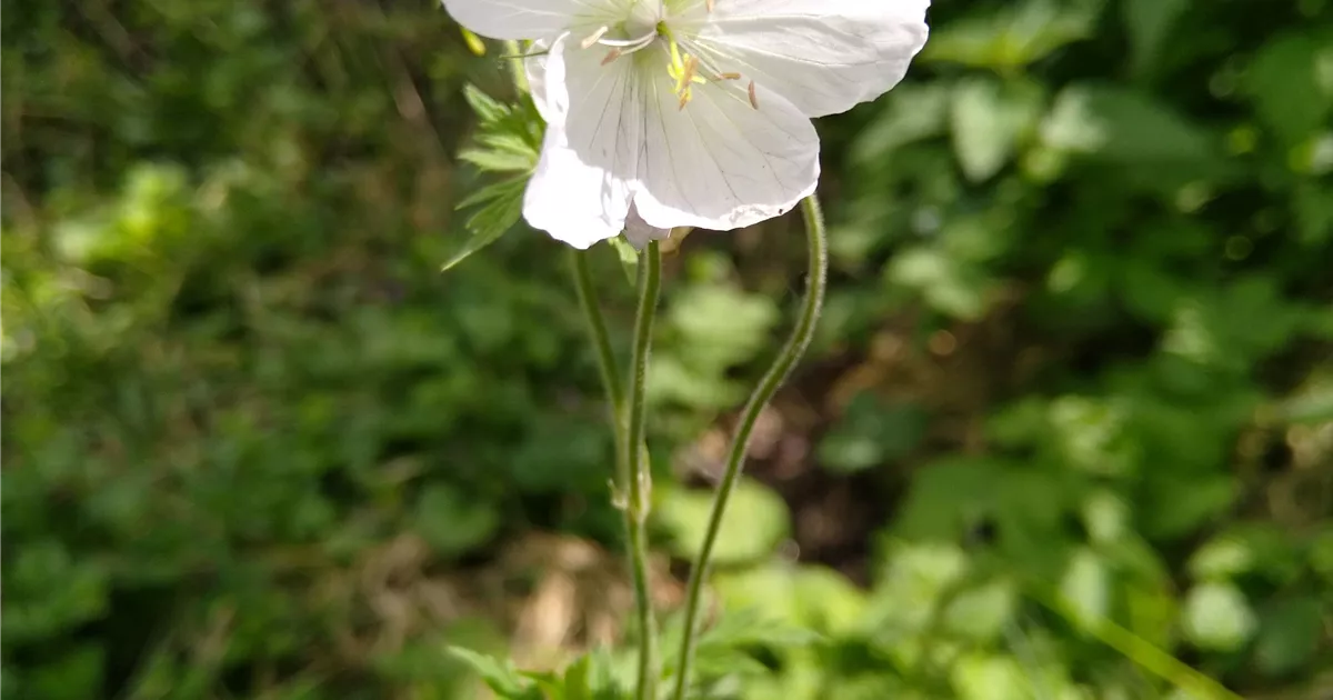 Geranium pratense f. albiflorum (Album)