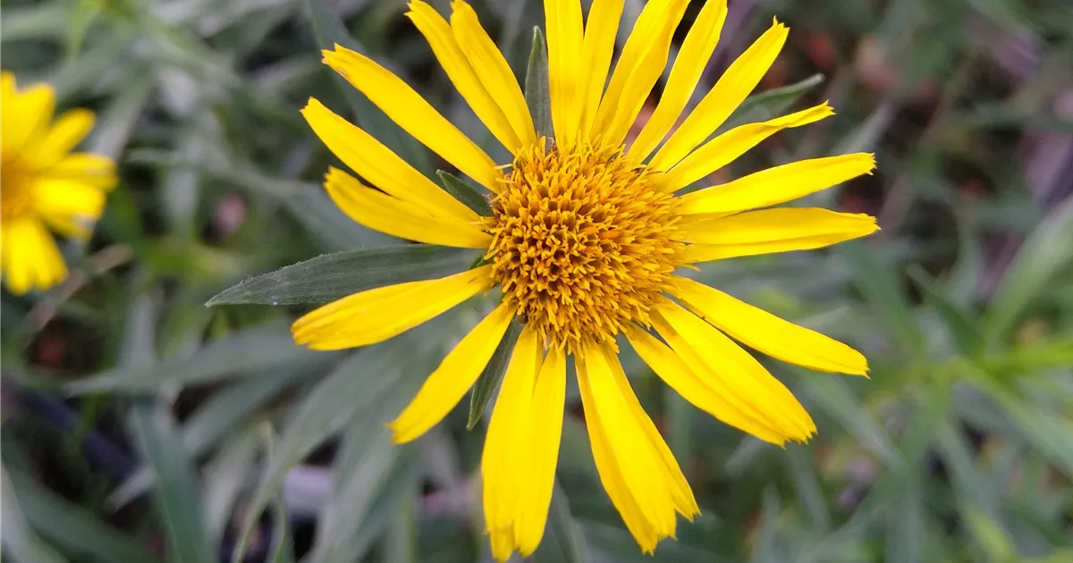 Inula ensifolia