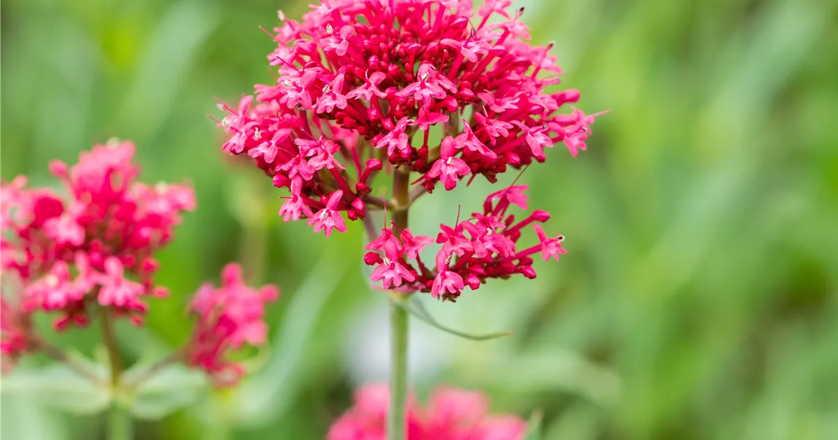 Centranthus ruber var. Coccineus