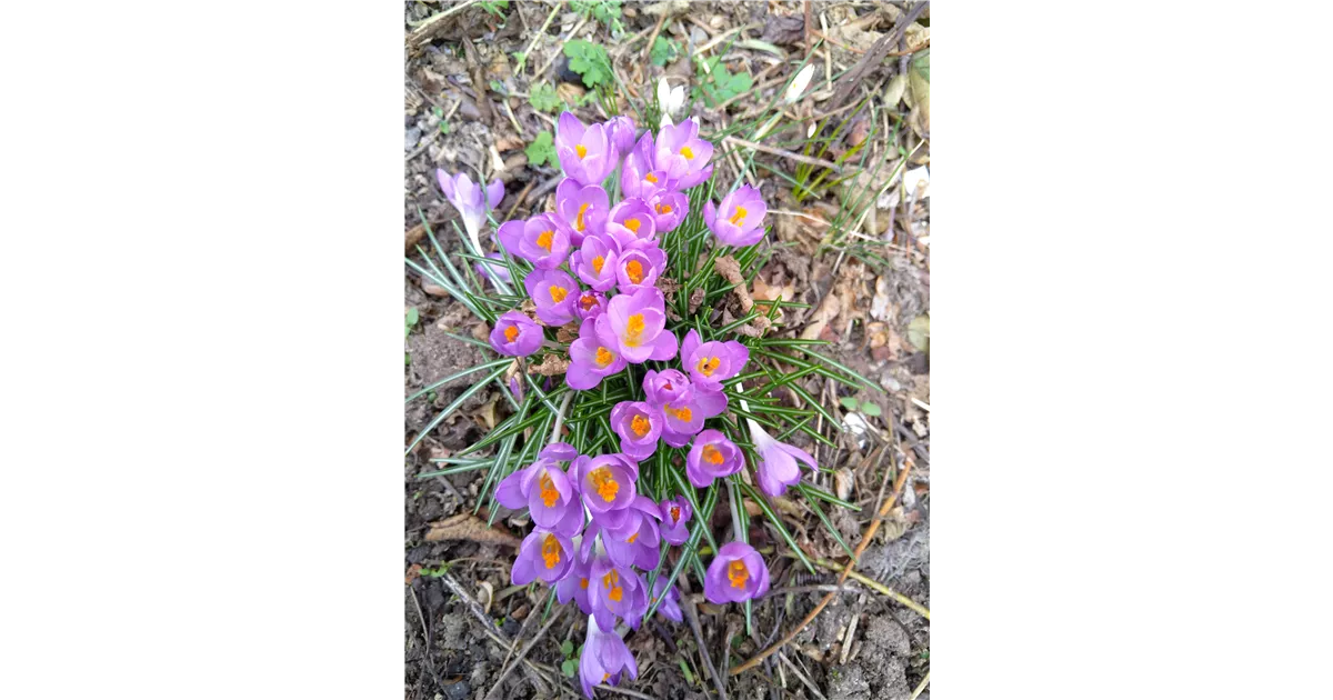 Crocus etruscus Rosalind*, 20 St.