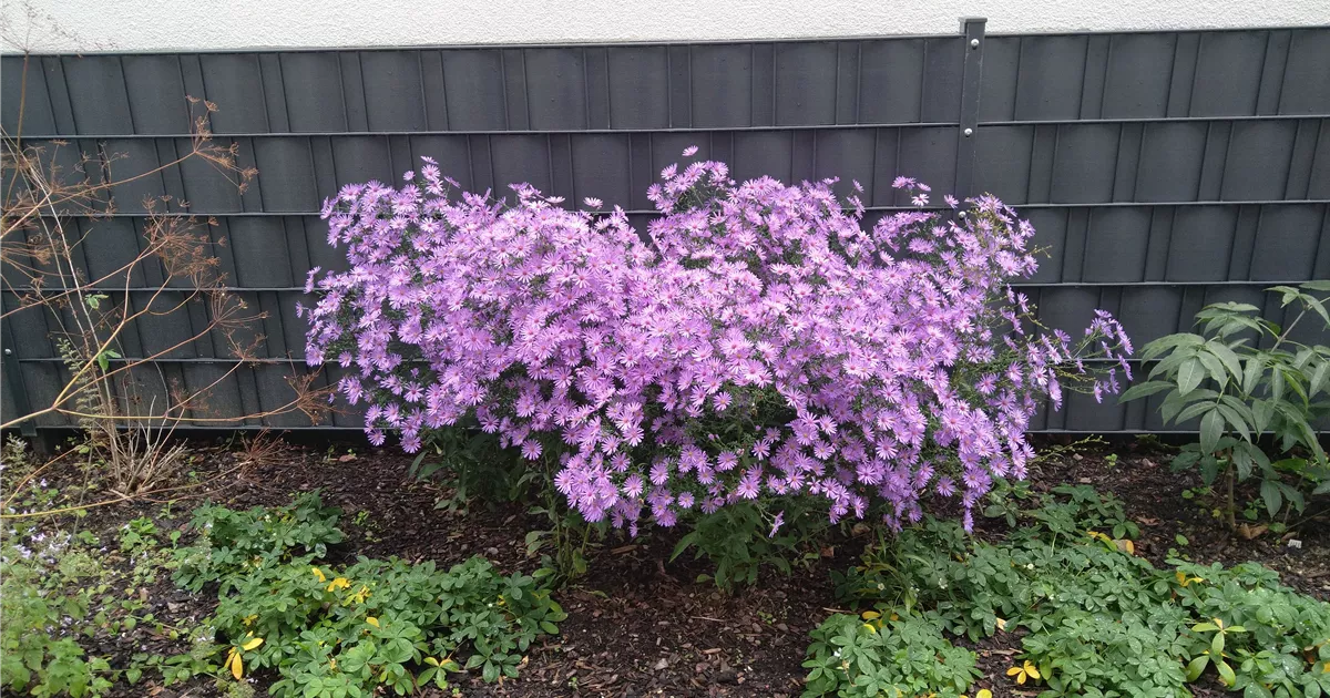 Aster novi-belgii x cordifolia Treffpunkt