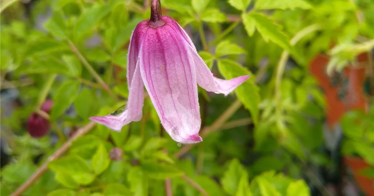 Clematis alpina Ruby°