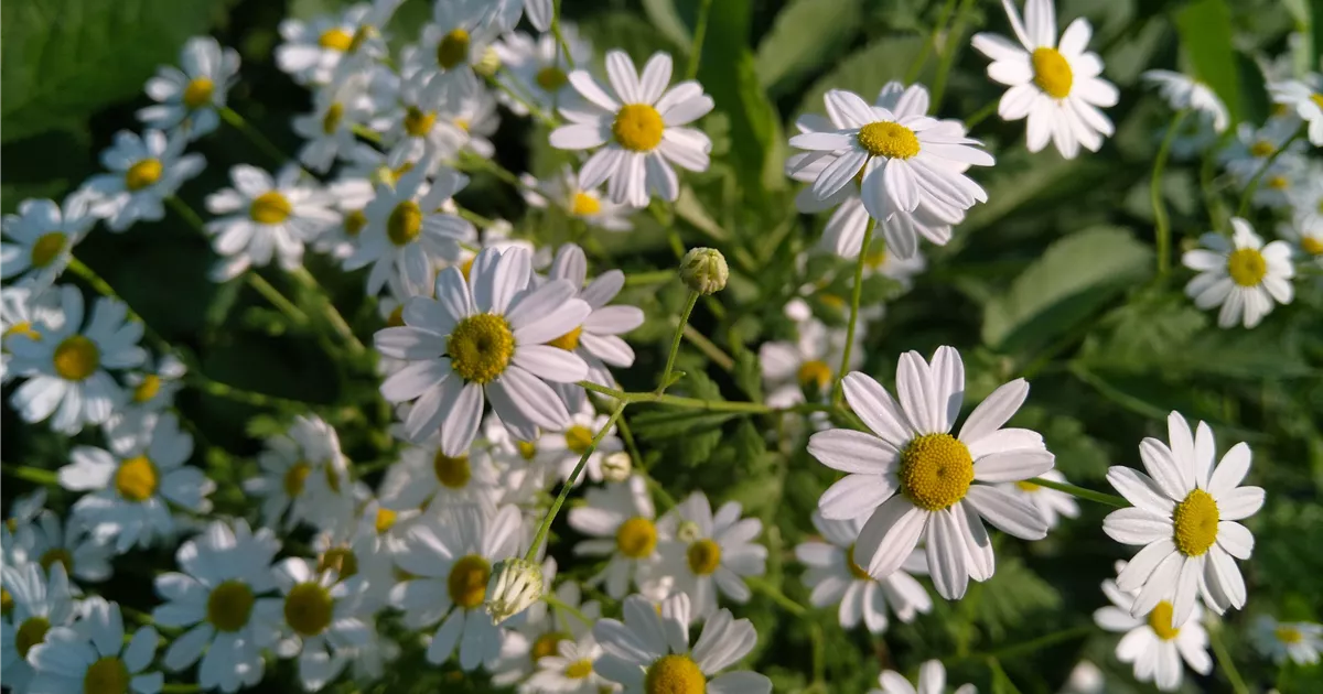 Tanacetum parthenifolium
