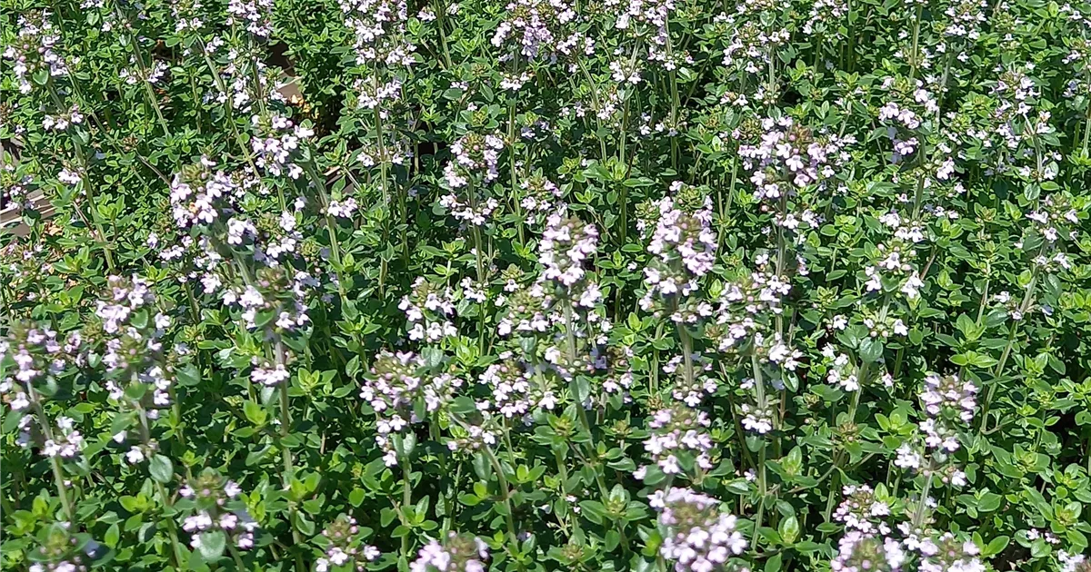 Thymus x citriodorus