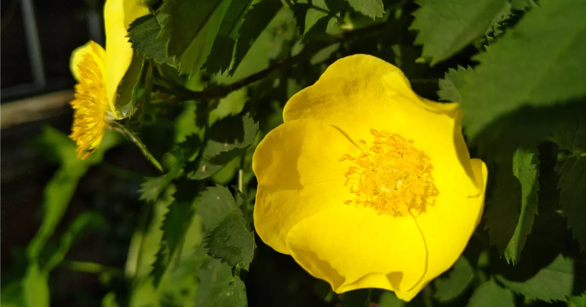 Rosa pimp. Lutea