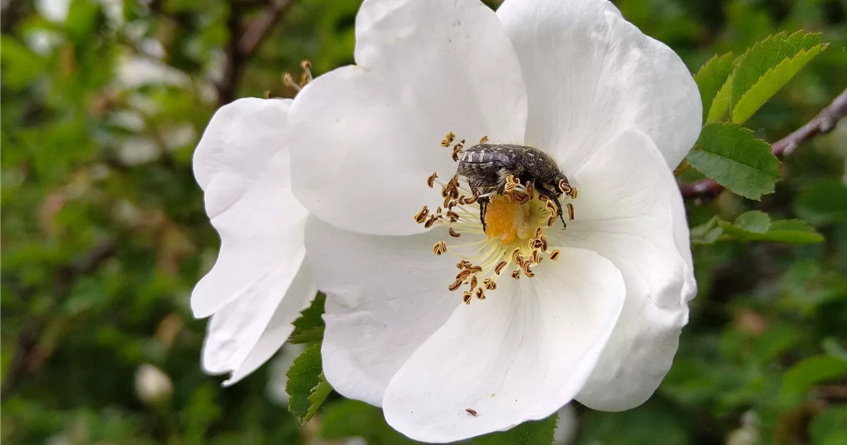 Rosa pimp. Typ Österreich°