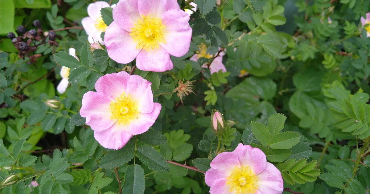 Rosa pimp. Typ Zweibrücken