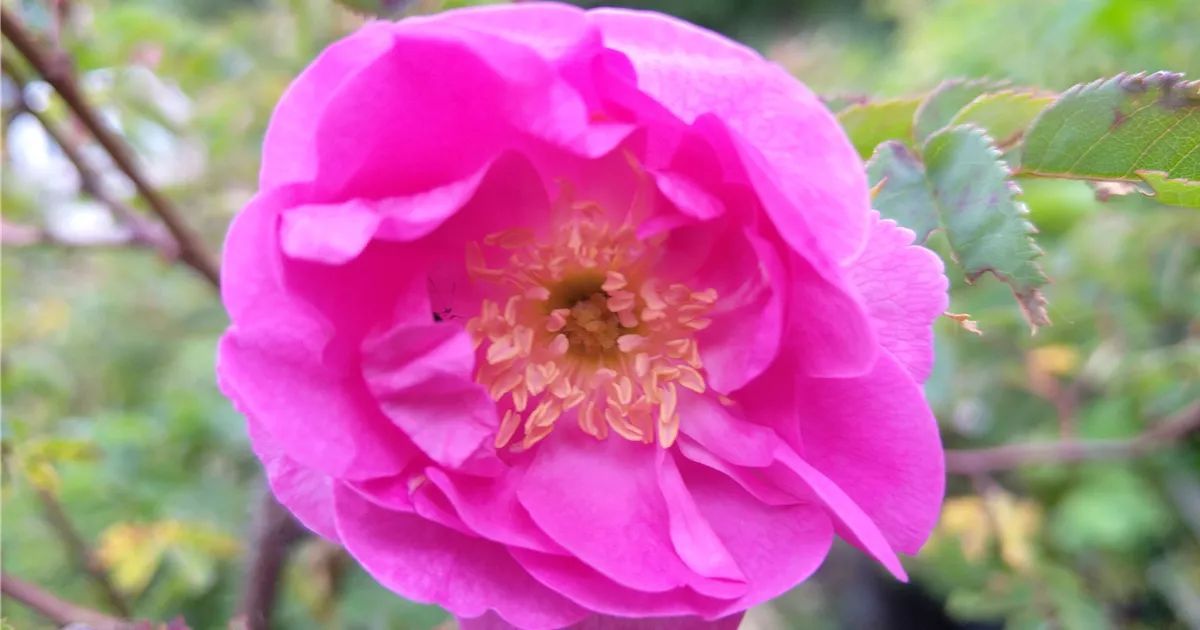 Rosa Poppius I