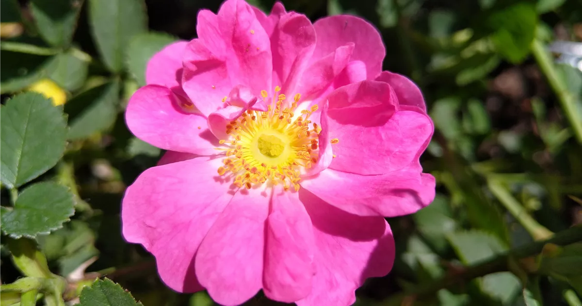 Rosa rubiginosa Duplex (Magnifica)