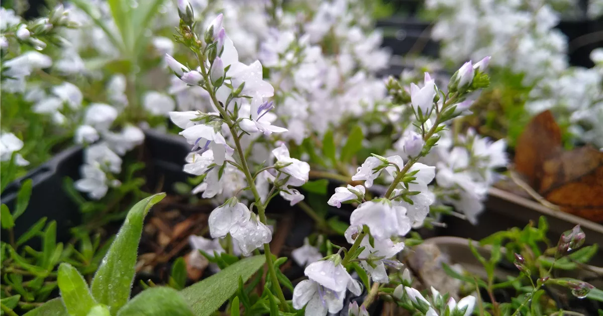Veronica prostrata Alba