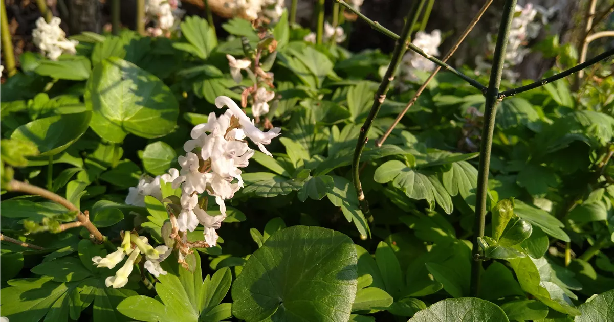 Corydalis bulbosa (cava) Alba*, 1 St.