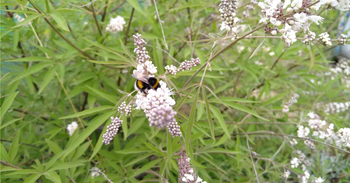 Vitex agnus-castus Alba°