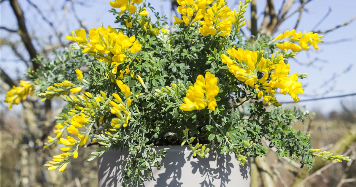 Cytisus decumbens°
