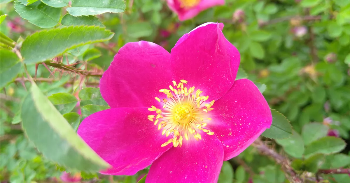 Rosa pimp. Single Red