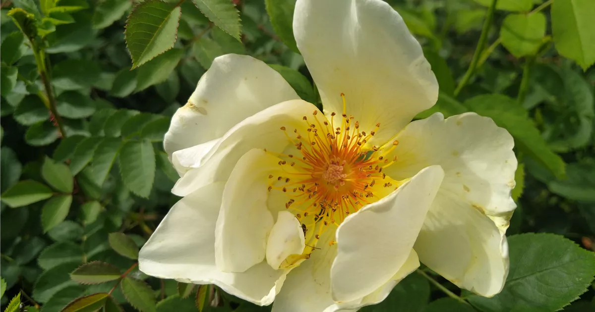 Rosa pimp. Golden Wings*